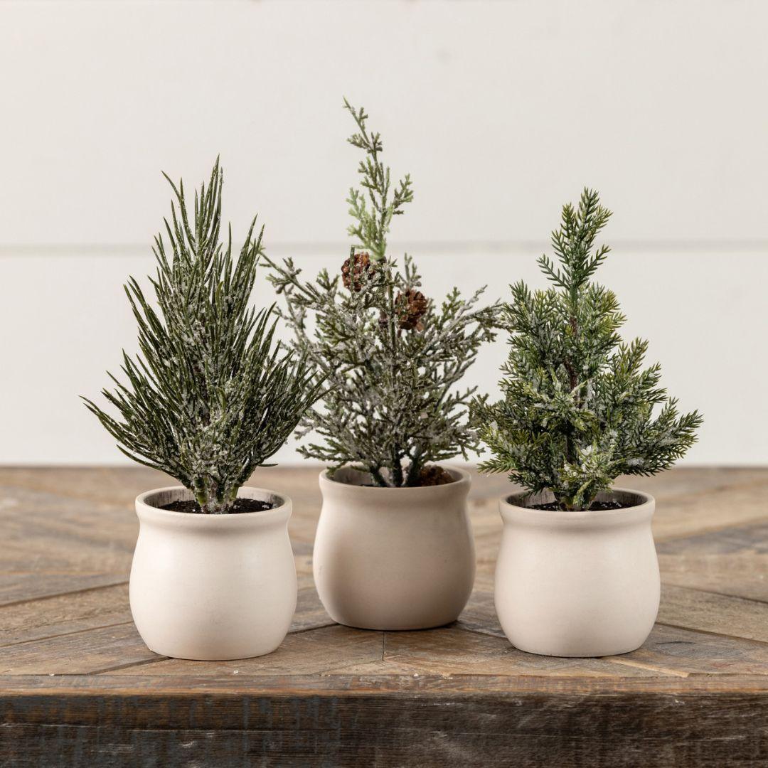 Conway Tree in Pot | Cozy Cottage & Co.